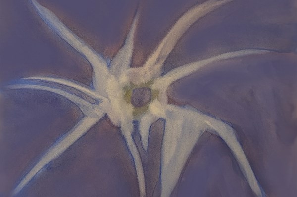 Magnificent Jellyfish posters & prints by Alwin Ritzi - Printler