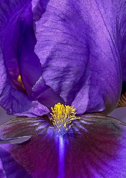 Lila Iris Poster von Achim Roth | Printler