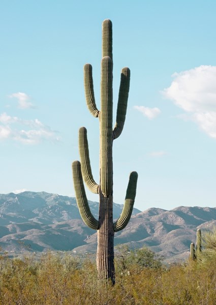 The Saguaro Cactus posters & prints by Philippe HUGONNARD - Printler