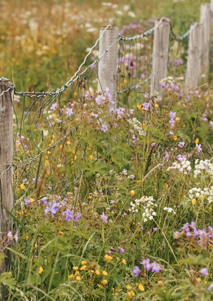 Summerlove posters & prints by bente haukaas - Printler