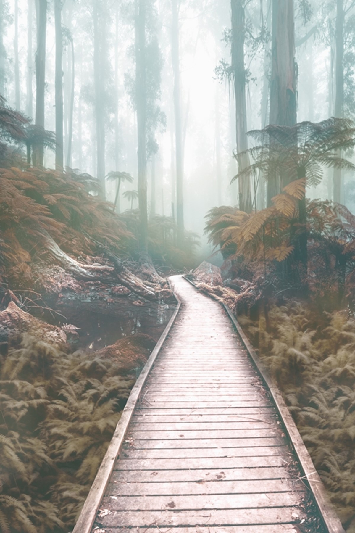Dreamy pathway posters & prints by Anne Dellaert - Printler