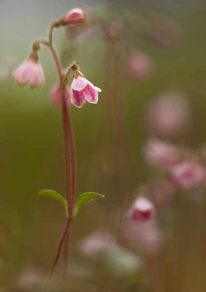 Linnea posters & prints by Marie Gustafsson - Printler