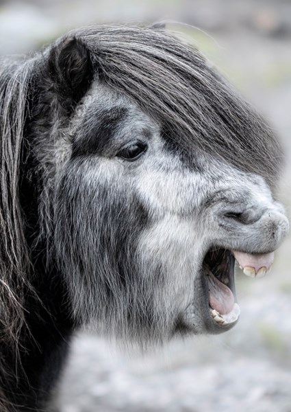 Happy pony posters & prints by Anneke Kroonder - Printler