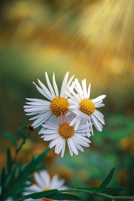 White flowers posters & prints by Moody Flowers Photography - Printler