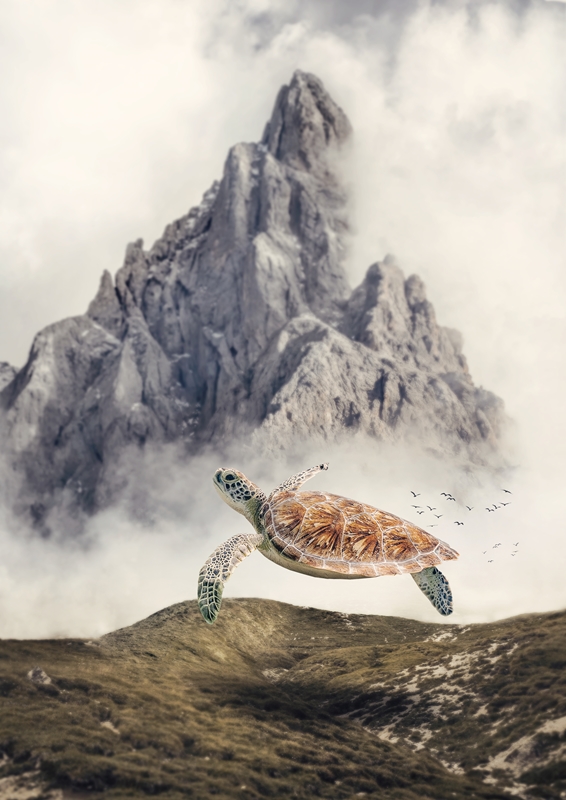 Turtle posters & prints by ° JENNI TERVAHAUTA ° - Printler