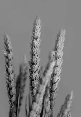 Wheat posters & prints by Emil Abnersson Norén - Printler