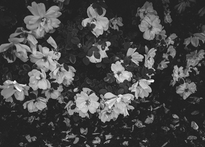 Les fleurs en noir et blanc affiches et impressions par Linda Sanne ...