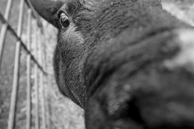 Das schwarze Schaf Poster von Staffan Carlsson | Printler