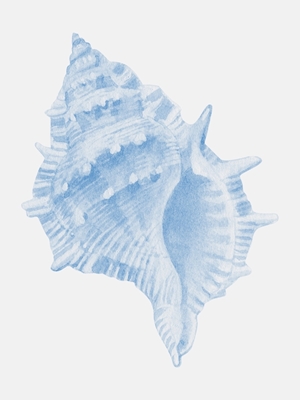 Blue Seashell Serenity posters & prints by Jolly and Dash - Printler