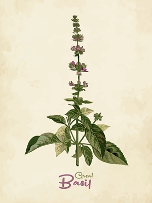 Basil Vintage Botany posters & prints by Vic Ballé - Printler