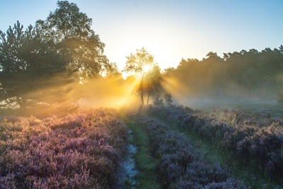 Morgenlicht über der Heide posters & prints by Jessica Rettig - Printler