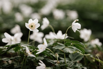 Zarte Frühlingsboten Poster von Jessica Rettig - Printler
