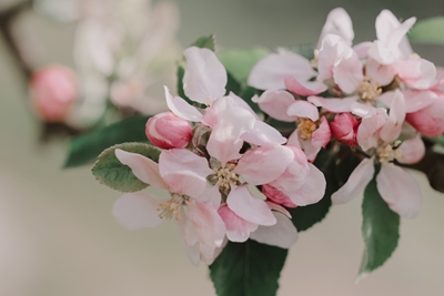 Apple blossoms posters & prints by Jessica Rettig - Printler
