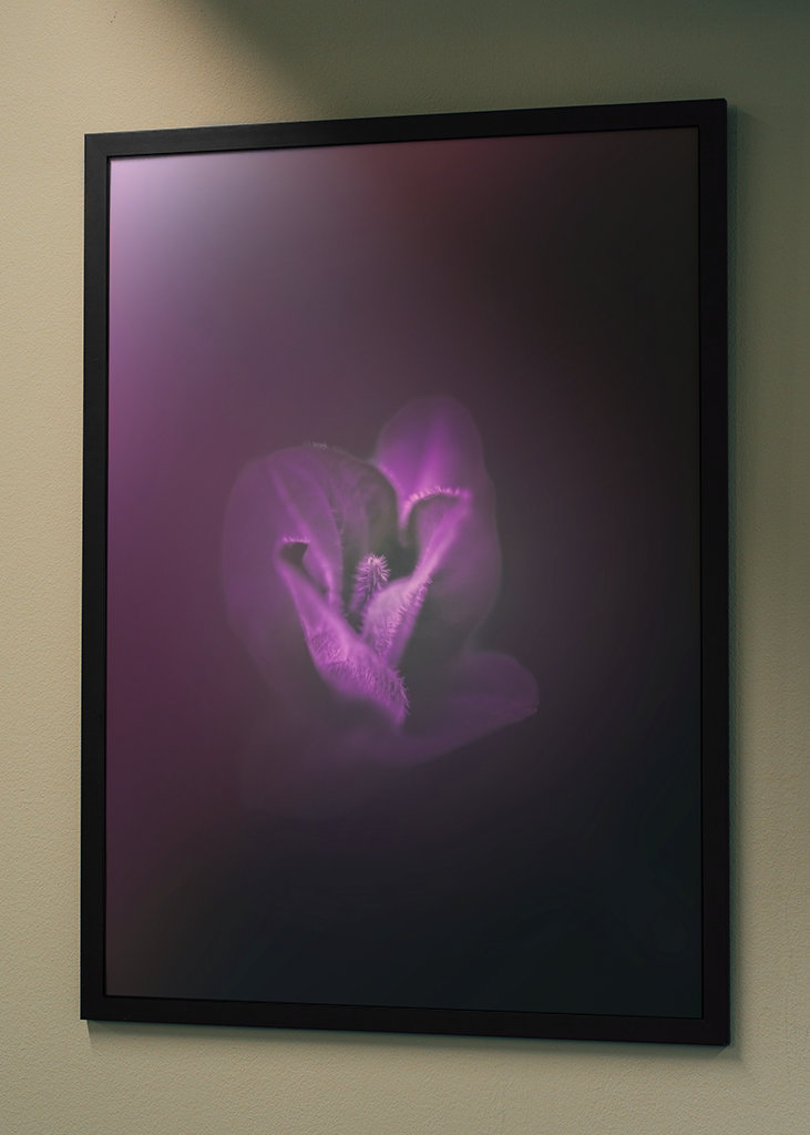 DER Purpel Poster von Sebastian Frick | Printler