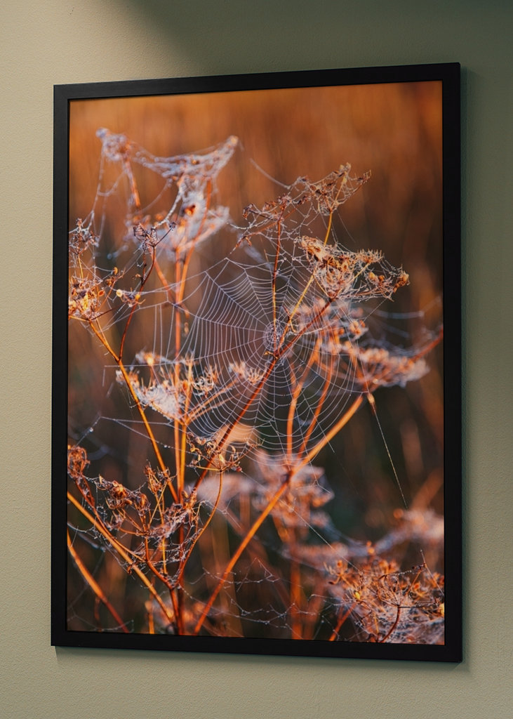 The Spider Web posters & prints by Eva Thordstein - Printler