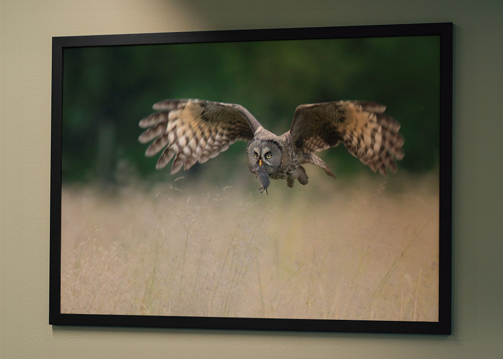 Grote Grijze Uil op succesvolle jacht posters & art prints door Lars ...