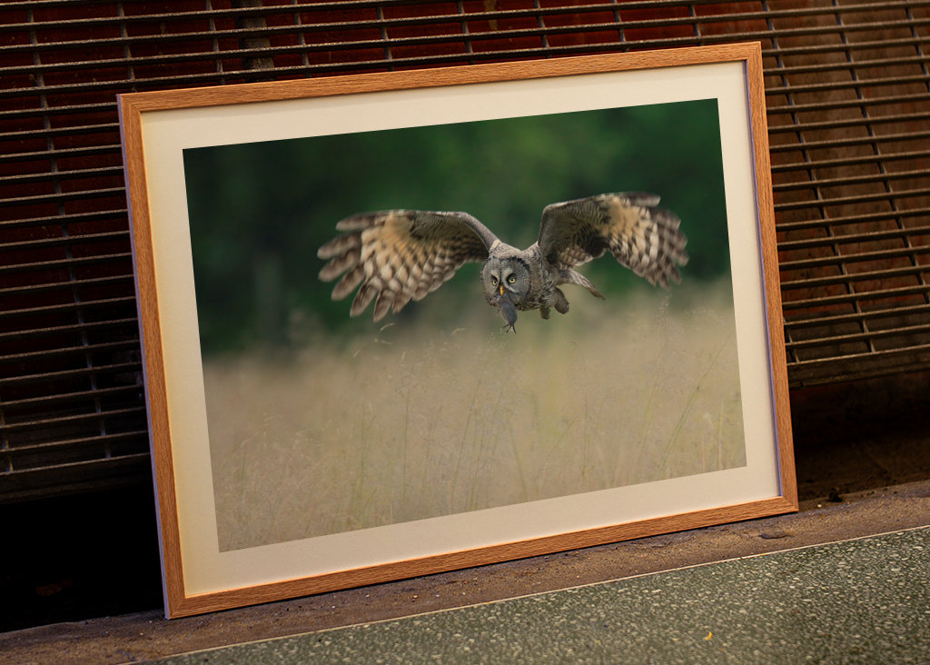 Grote Grijze Uil op succesvolle jacht posters & art prints door Lars ...