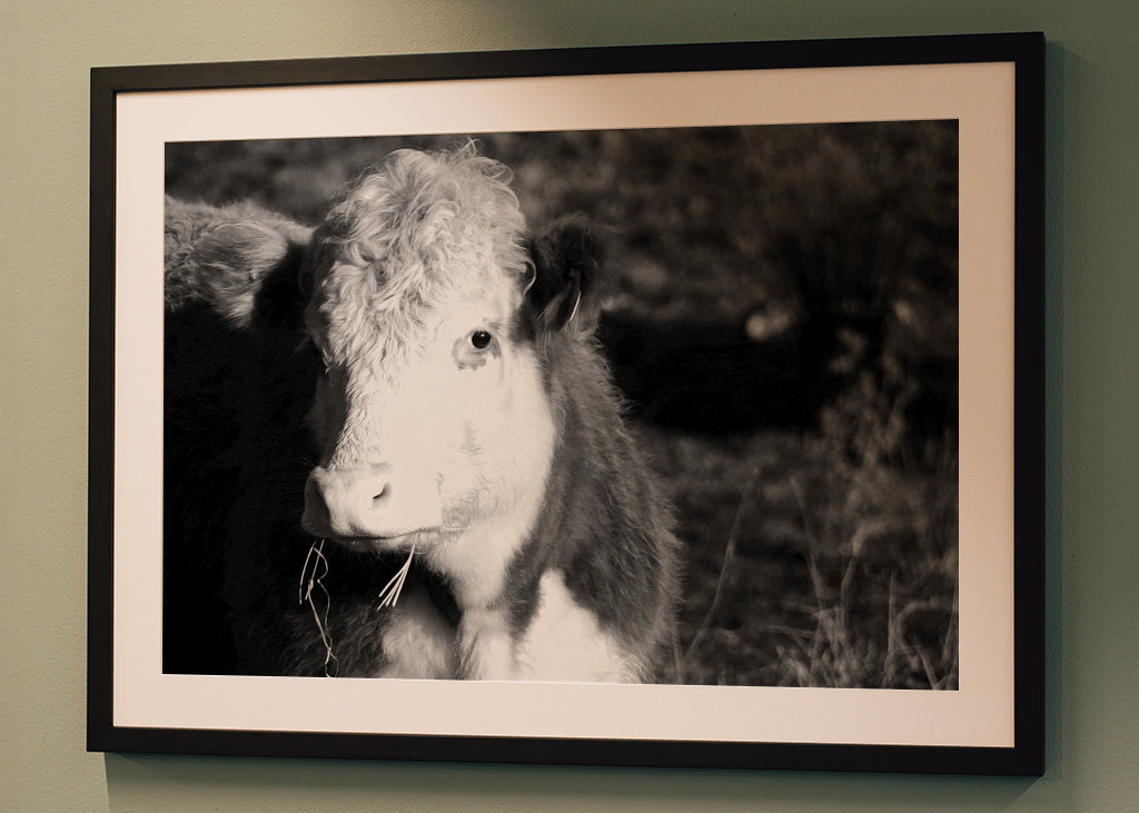 Kossa Mu Poster von Annika Adams | Printler